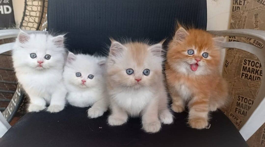 white persian kitten|Punch face Kitten|persian cat|cute|tripple|fluffy ...