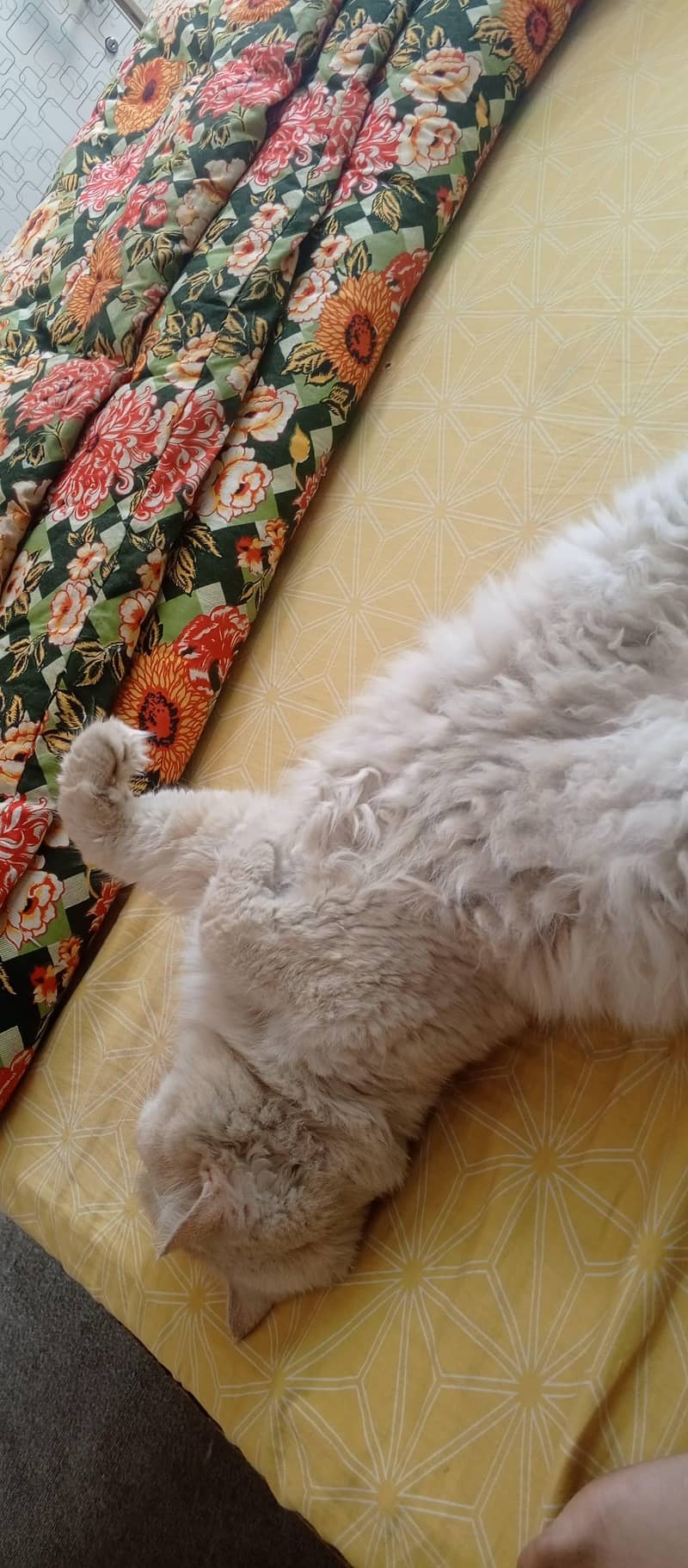 Cat For Sale - Cats - 1107472216