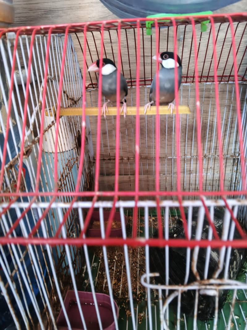 Java finch active pair hein without cage - Finches - 1107473532
