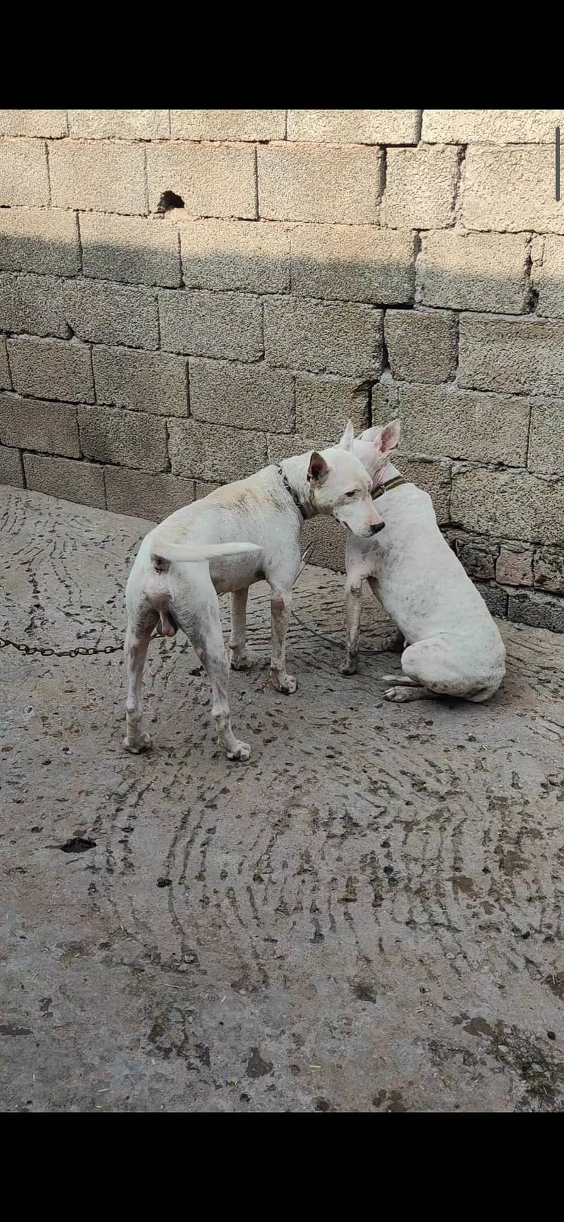 Kohati Gultair 7 days babies - Dogs - 1107473949