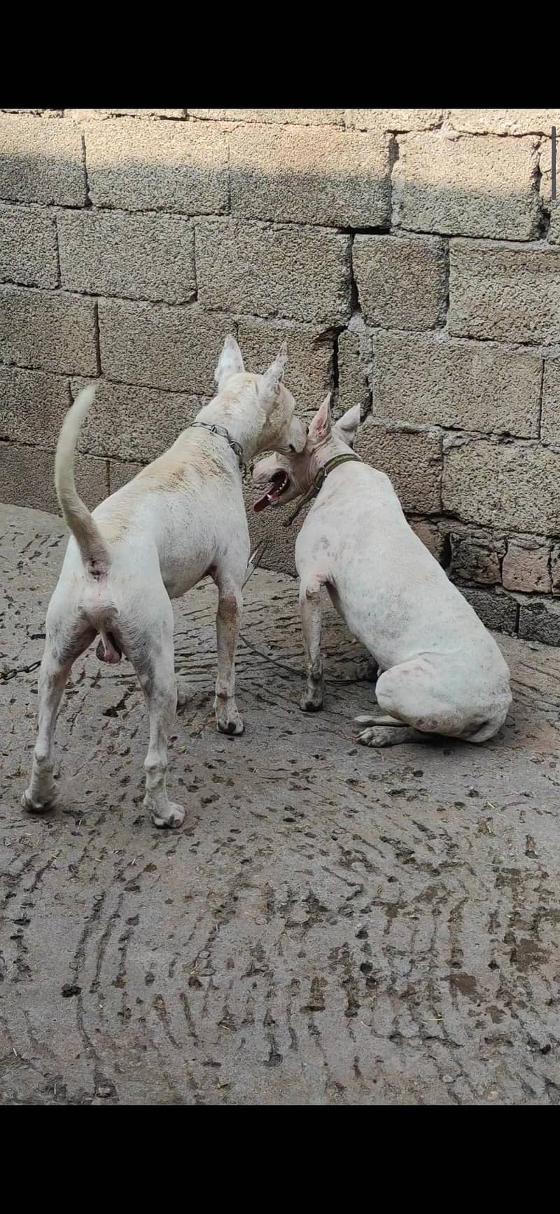 Kohati Gultair 7 days babies - Dogs - 1107473949