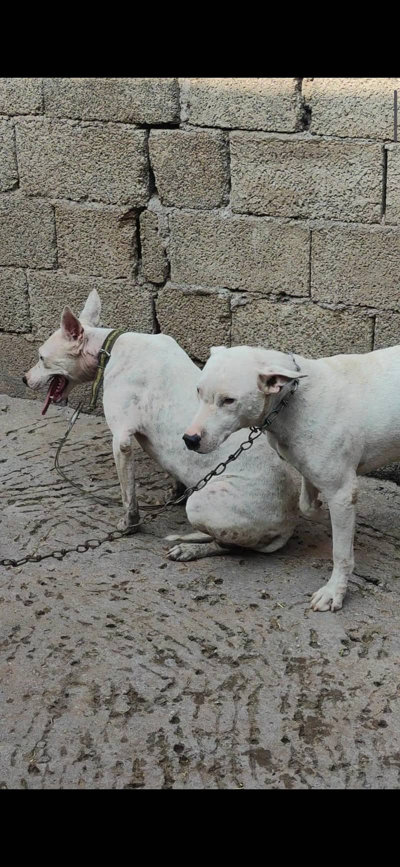 Kohati Gultair 7 days babies - Dogs - 1107473949