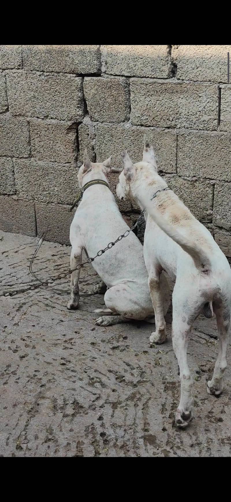 Kohati Gultair 7 days babies - Dogs - 1107473949