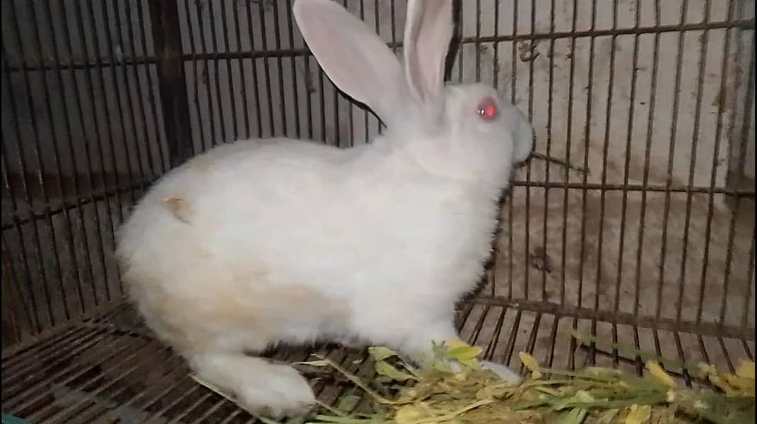 SnowWhite Red Eye Breeder Male - Rabbits - 1107476301