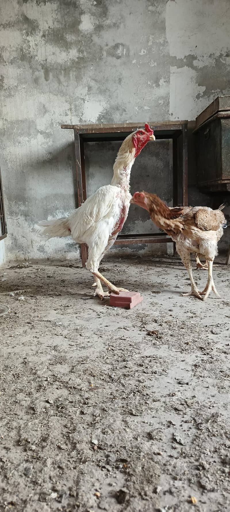 Shamo|White Shamo|German shamo|King size shamo|Breeder set - Hens ...