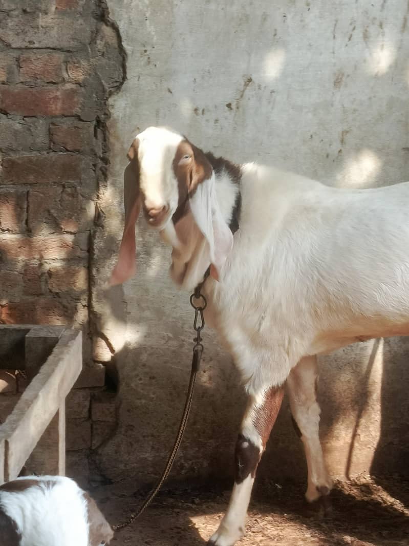 rajanpuri breeder - Goats - 1107489233