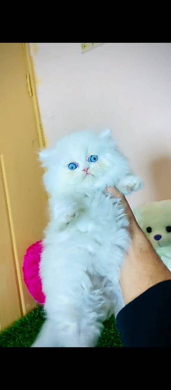 Cat ᐷPersian ᐷBlue eyes ᐷBaby kitten ᐷPunch faceᐷ3 kot - Cats - 1107491491