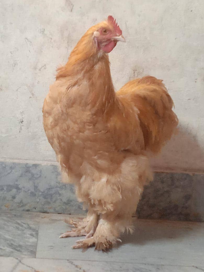 Heavy Male Golden buff 10 month old - Hens - 1102205022