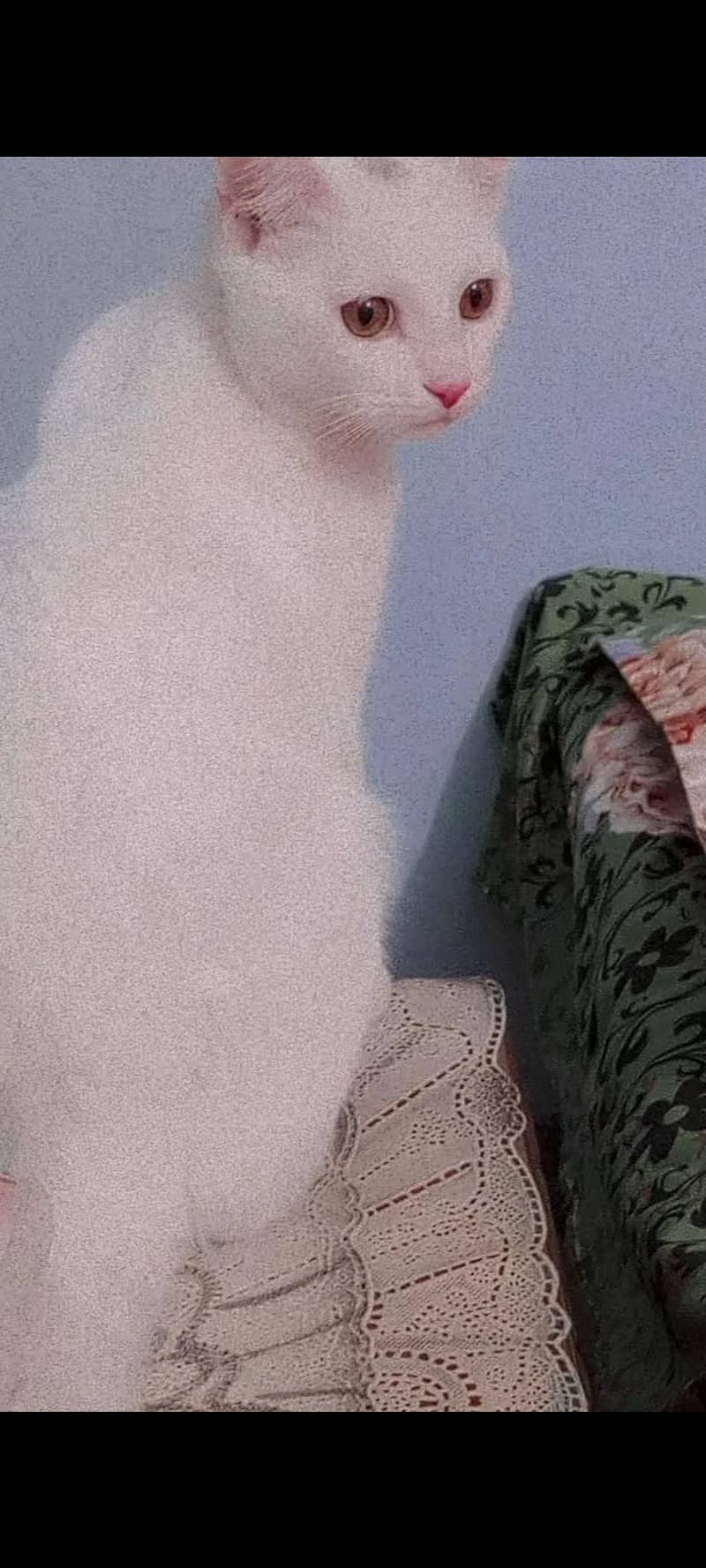 White Cat brown eyes - Cats - 1107493448