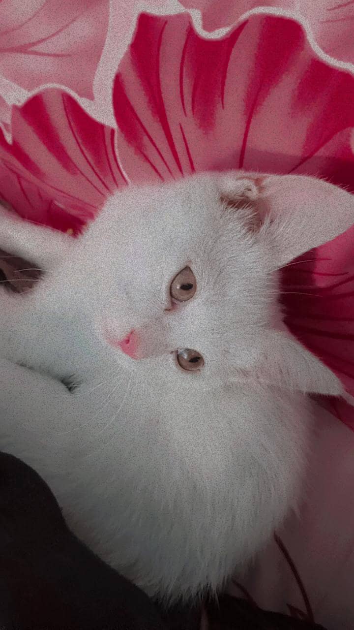 White Cat brown eyes - Cats - 1107493448