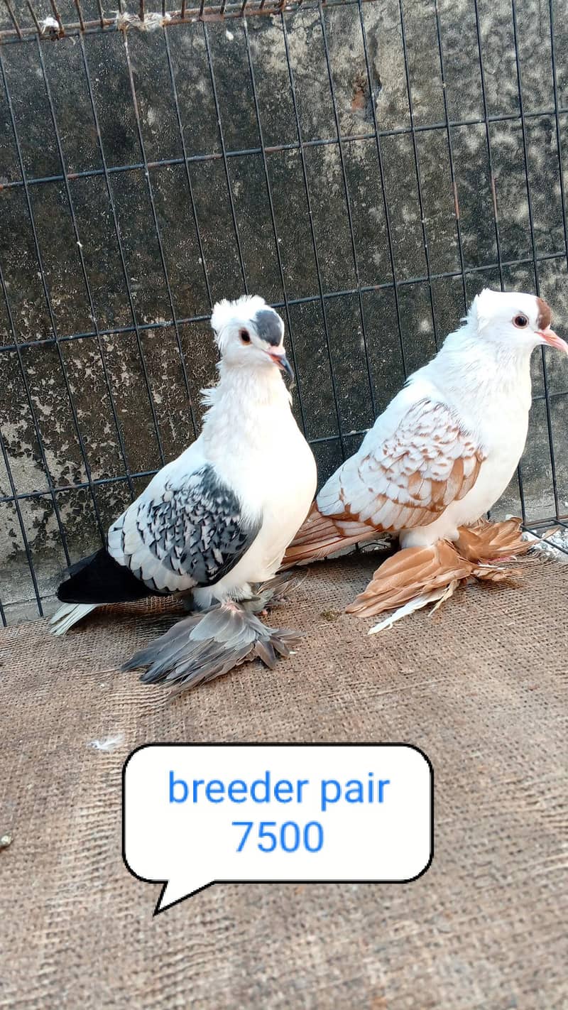 fancy pigeon | kabutar| Jacobin| frillback saddle | amarican fantail ...