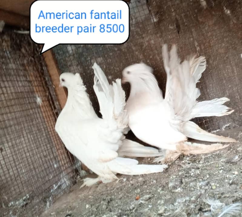 fancy pigeon | kabutar| Jacobin| frillback saddle | amarican fantail ...