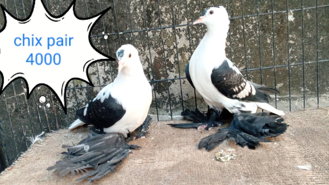 fancy pigeon | kabutar| Jacobin| frillback saddle | amarican fantail ...