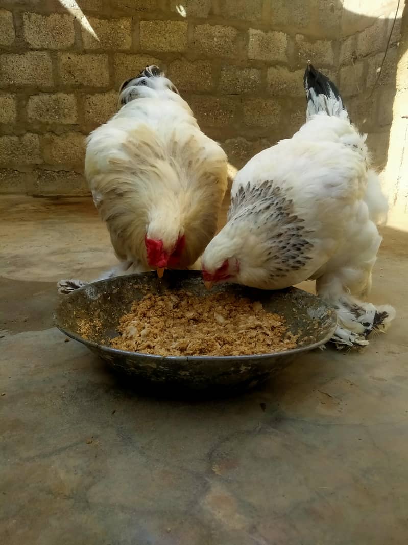 Heera Hen For sale - Hens - 1107507934