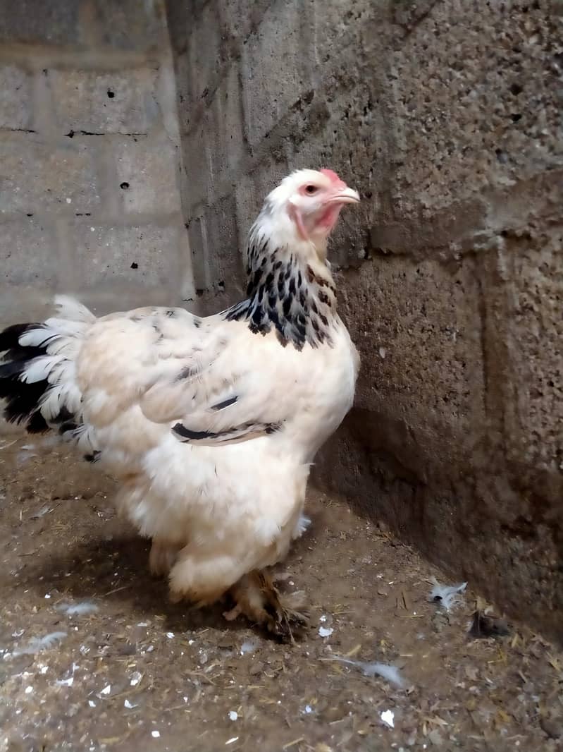 Heera Hen For sale - Hens - 1107507934