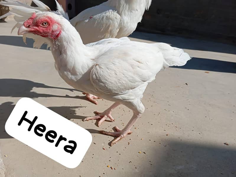 Heera Hen For sale - Hens - 1107507934