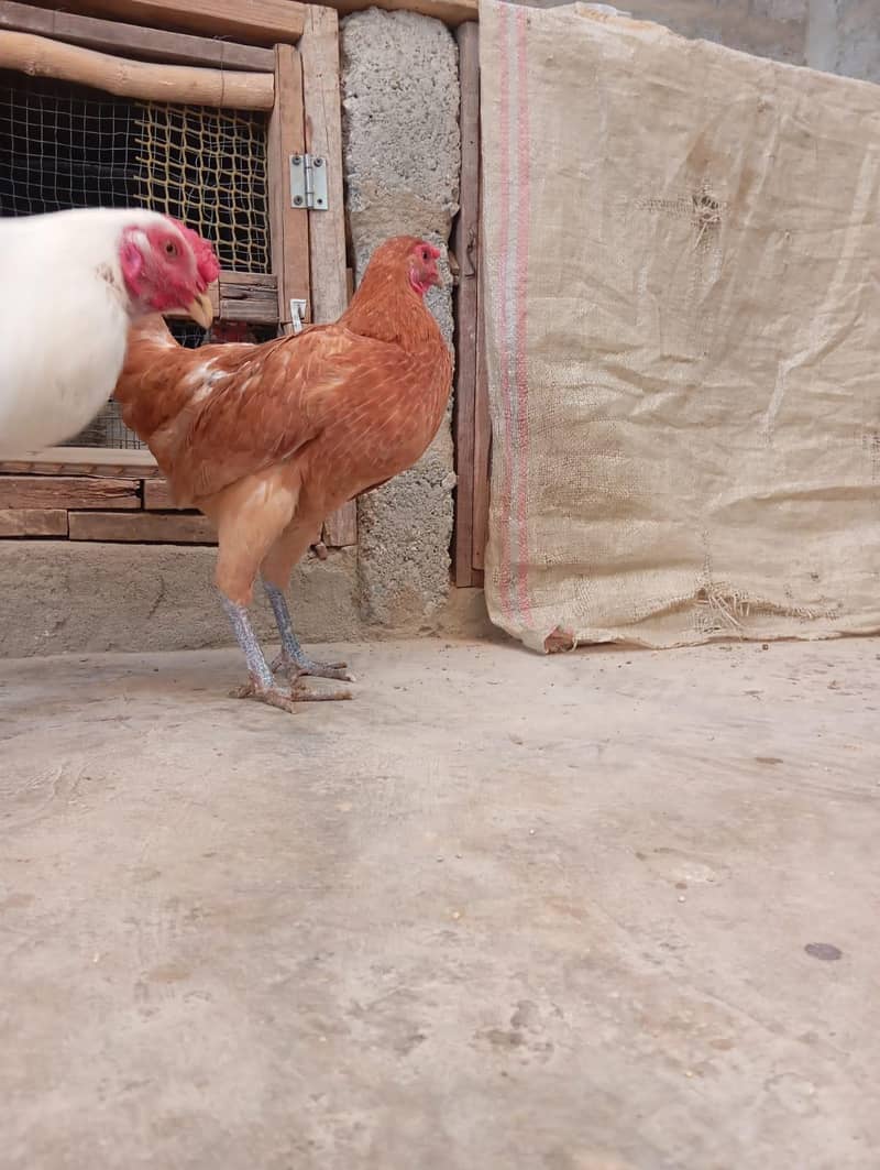 Heera Hen For sale - Hens - 1107507934