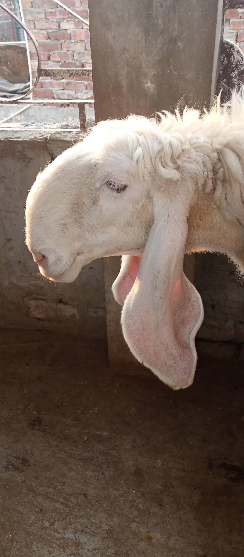 mundri and kajli shaeep - Sheep - 1107510064