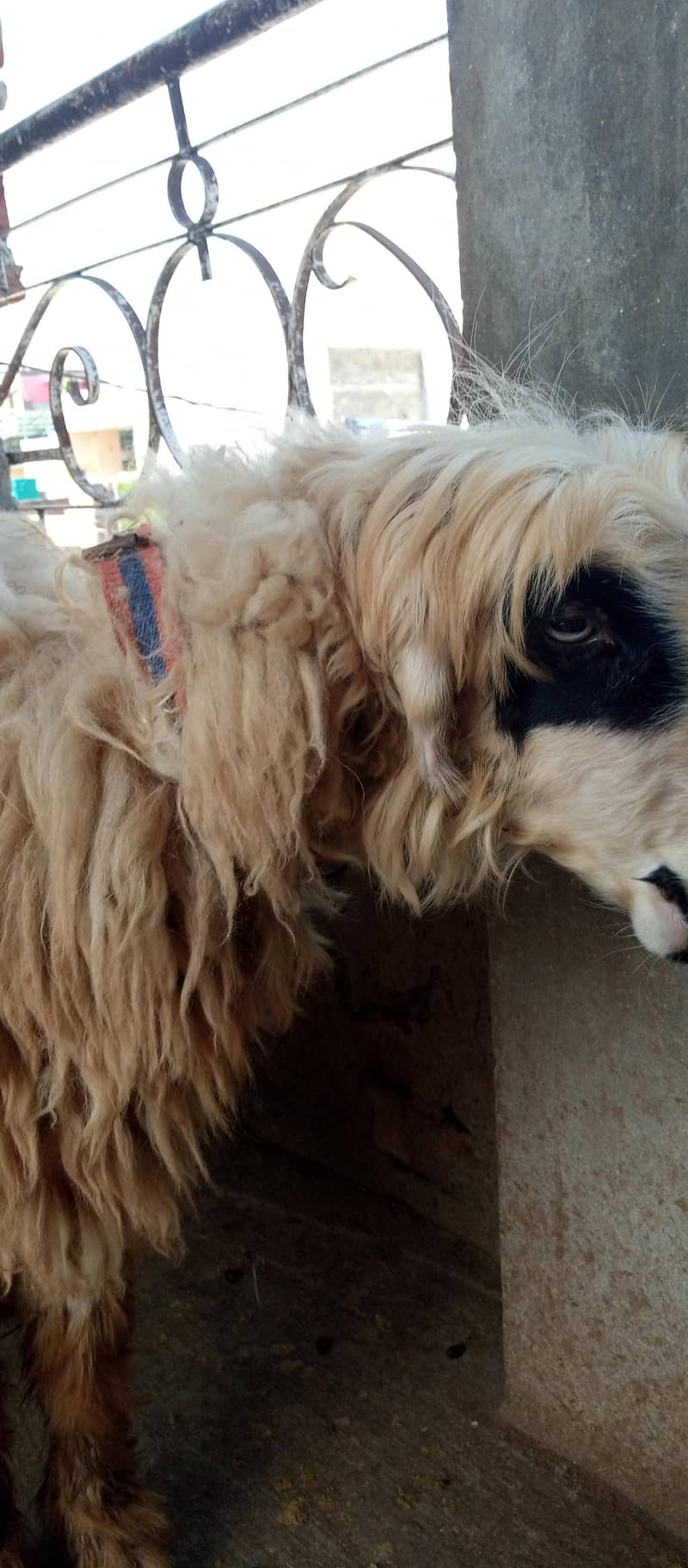 mundri and kajli shaeep - Sheep - 1107510064