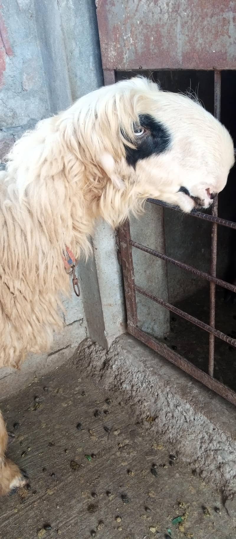 mundri and kajli shaeep - Sheep - 1107510064