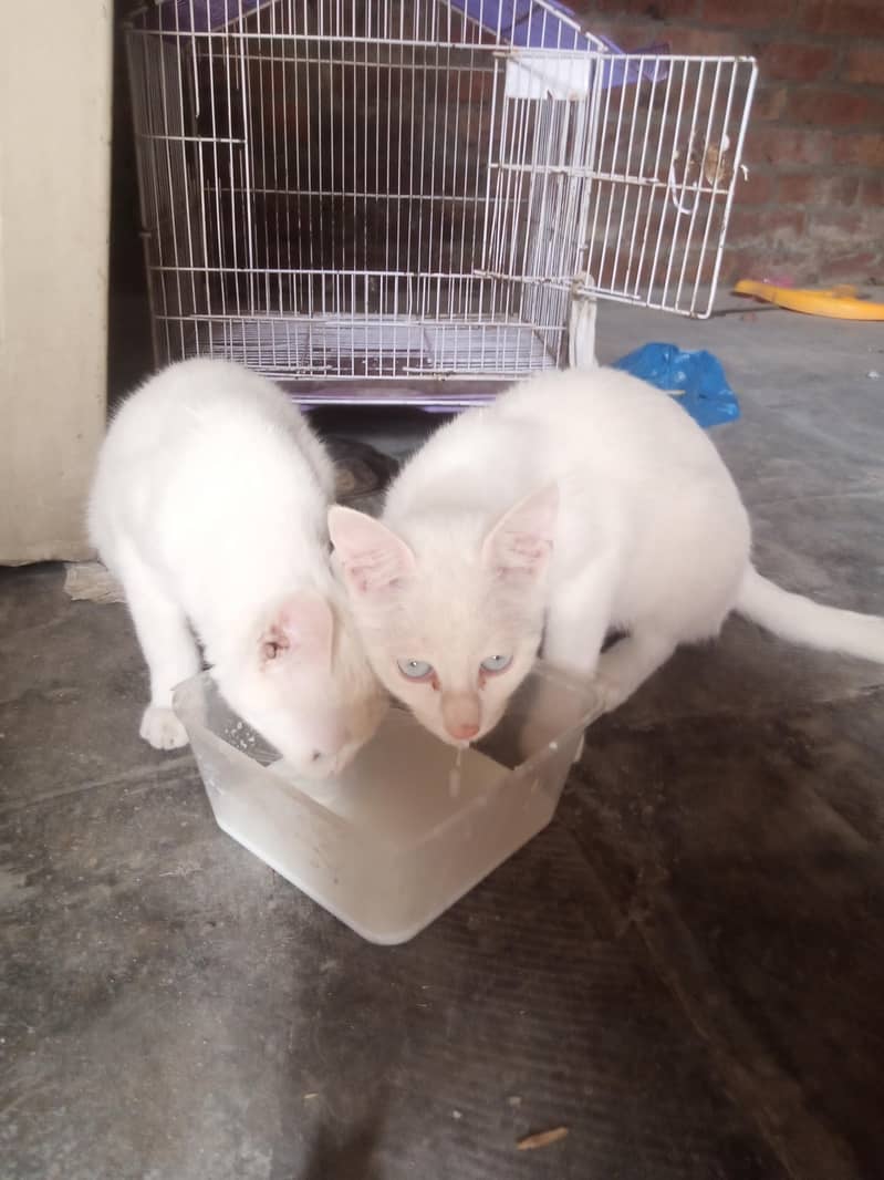 white cats blue eyes - Cats - 1107520744