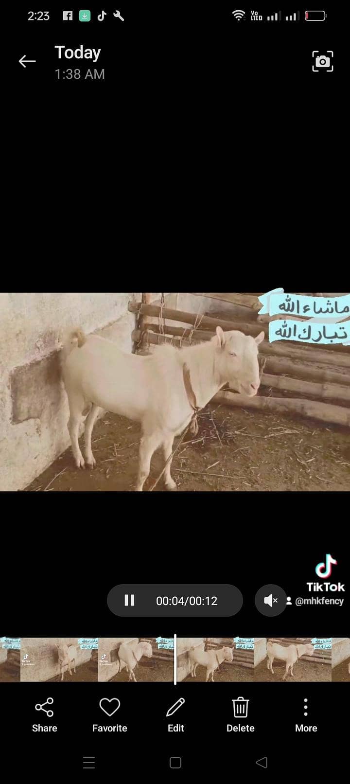 Gulabi White eye Tedda - Goats - 1107526356