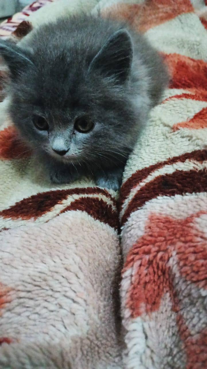 Gary colour - Cats - 1107529091