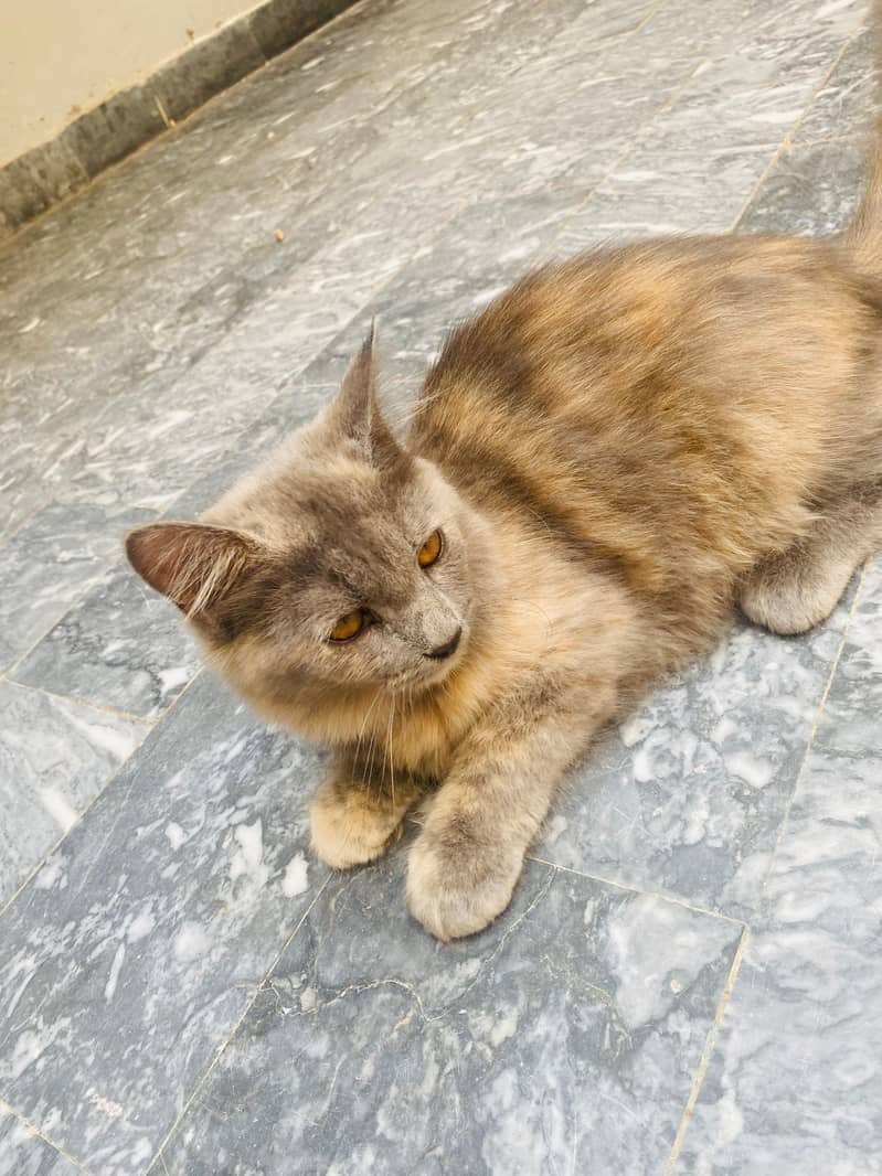 Russian Grey brown cat well trained mano ,6 months old female. - Cats ...