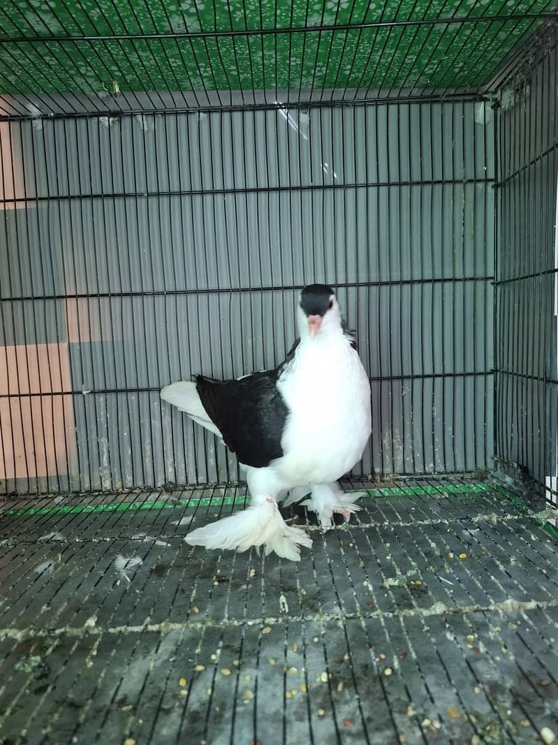 Black, Cream Bar, Blue Bar Sherazi - Pigeons - 1107532543