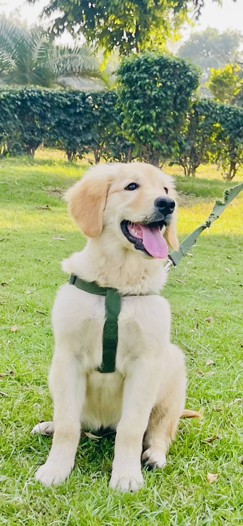 Top Notch Golden Retriever Pup - Dogs - 1107533994