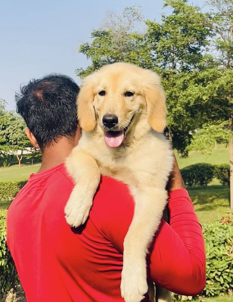 Top Notch Golden Retriever Pup - Dogs - 1107533994