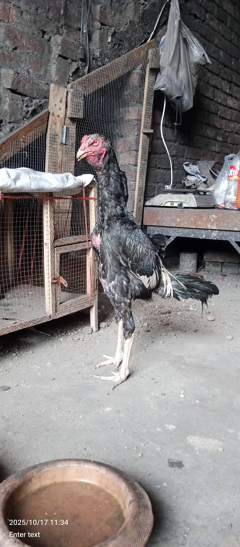 aseel Thai patha - Hens - 1107538400