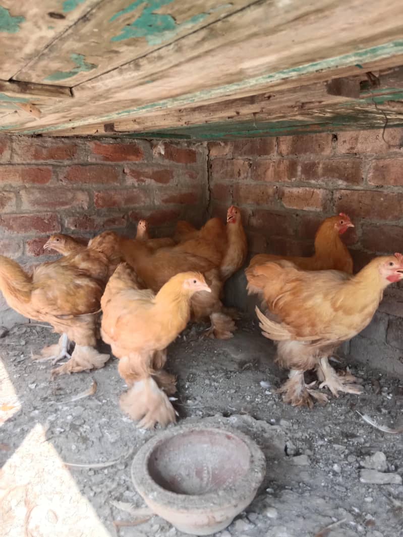 Golden Buff chicks - Hens - 1107538706