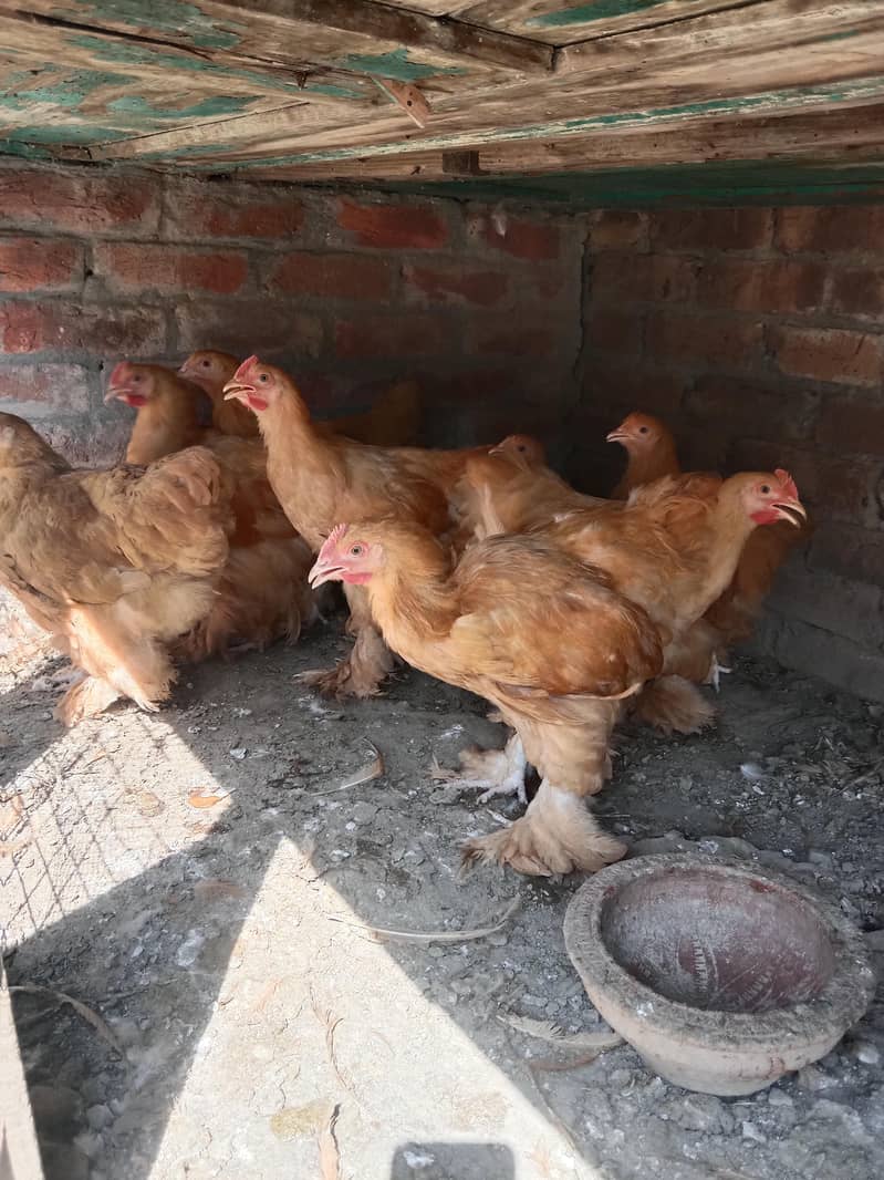 Golden Buff chicks - Hens - 1107538706