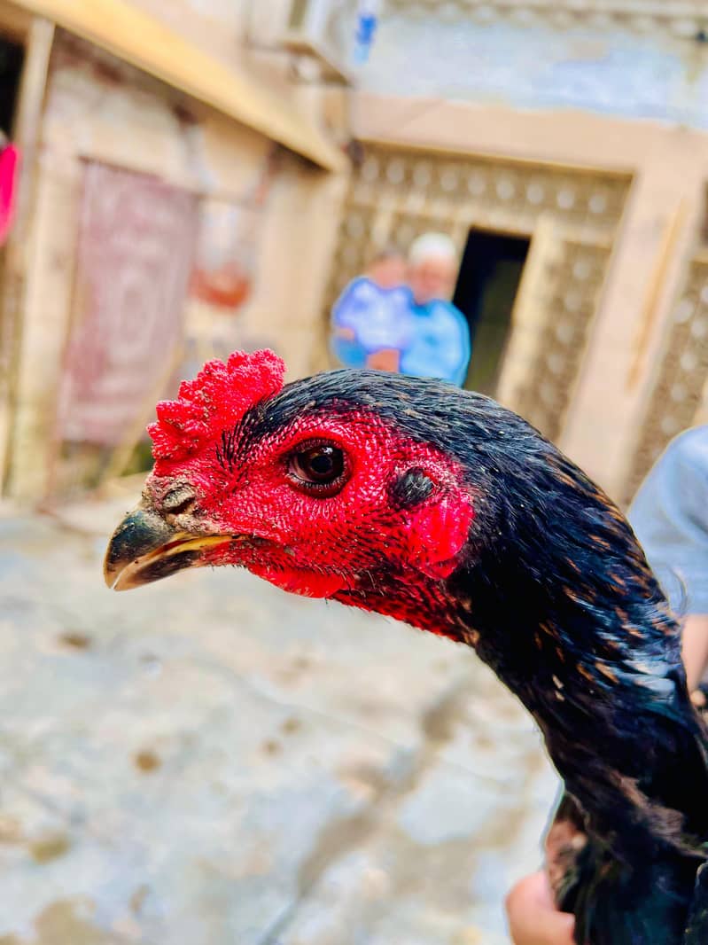 Thai Aseel male - Hens - 1107538778