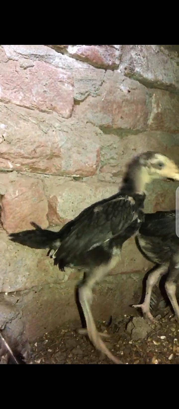 Thai aseel chicks for sale - Hens - 1107541834