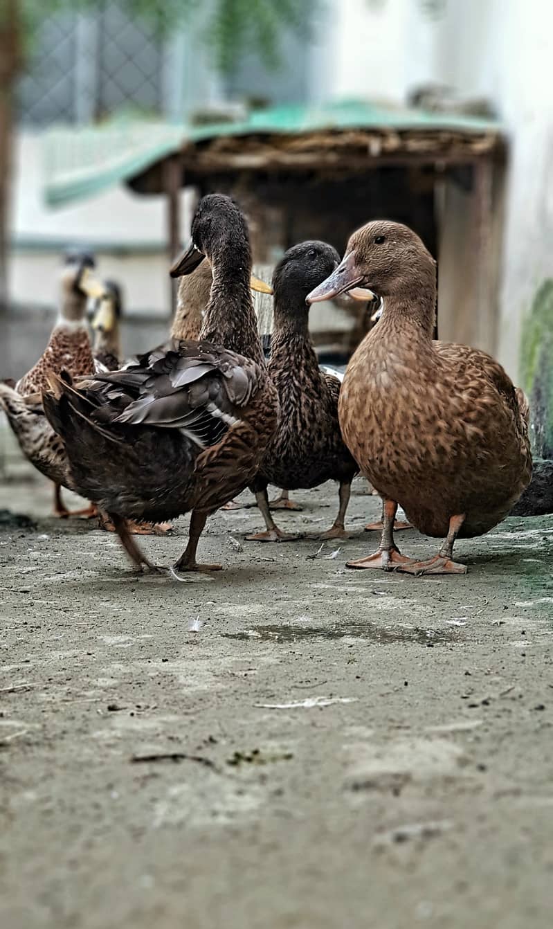 7-Ducks , 2 male & 5 female - Ducks - 1107543116