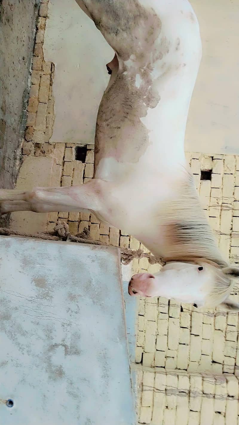 Brand Nukra vachera - Horses - 1107547628