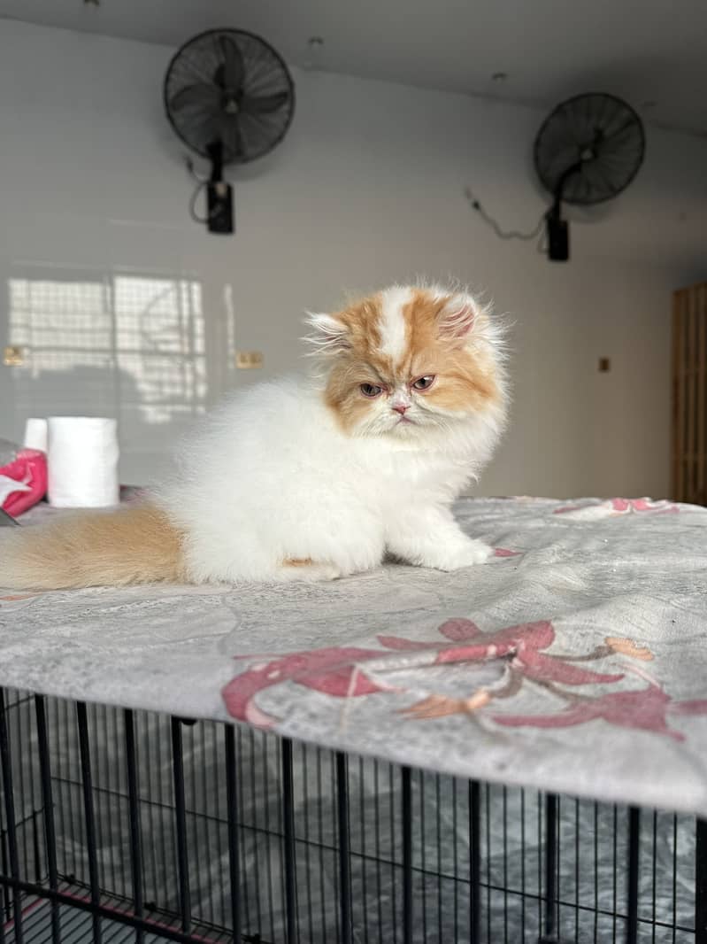 Persian Female Kitten - Cats - 1107548030