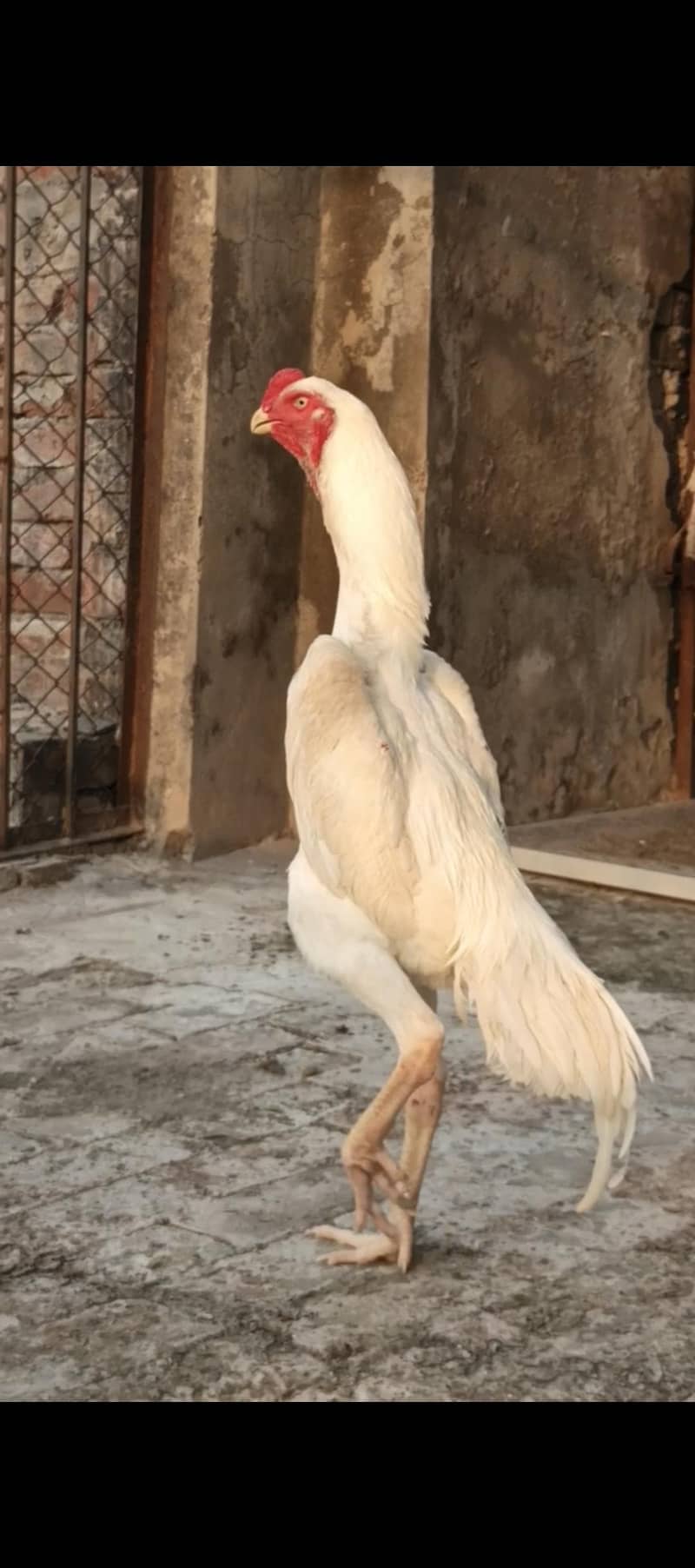 King white shamo chicks - Hens - 1104639957