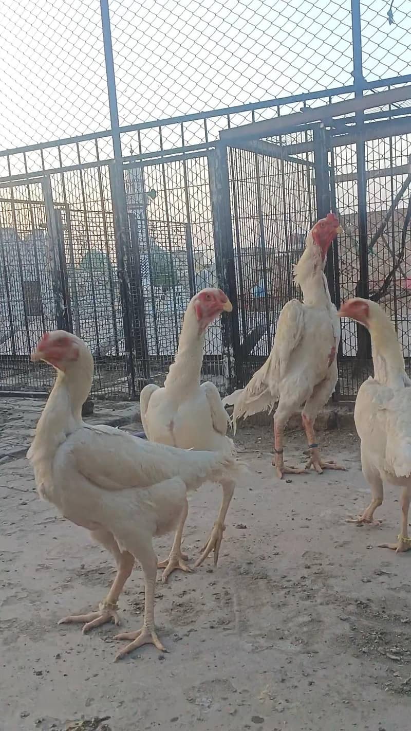 King white shamo chicks - Hens - 1104639957