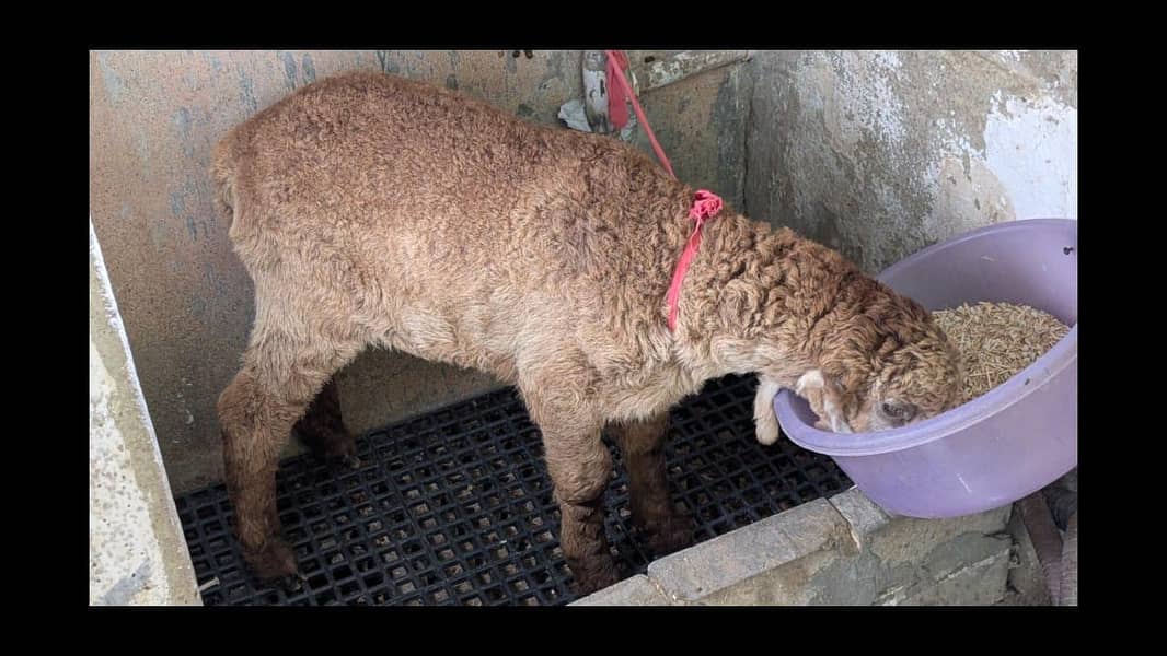 Beautiful Golden-Brown Sheep / Lamb | Strong & Active | For Sale ...