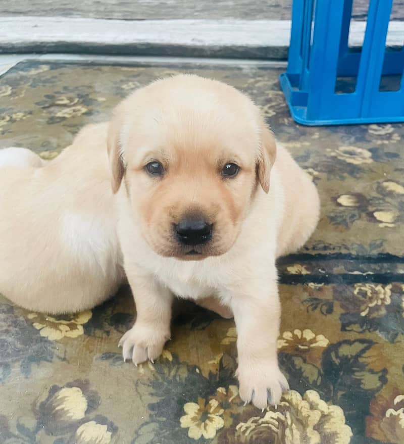 3 puppies of labrador dog - Dogs - 1107583708
