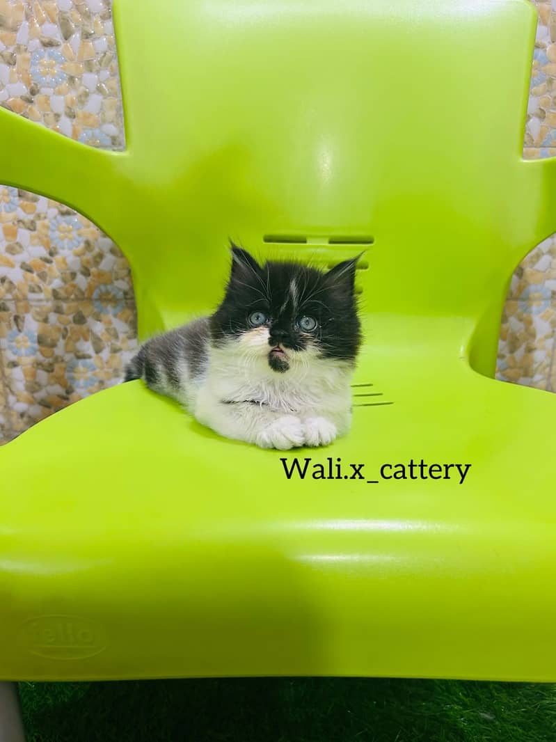 high quality kitten|Punch face Kittens|persian cat|cute|tripple coat ...