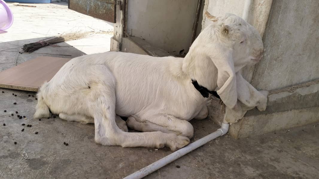 02 Beautiful Female Gulabi Goats - Goats - 1107605007