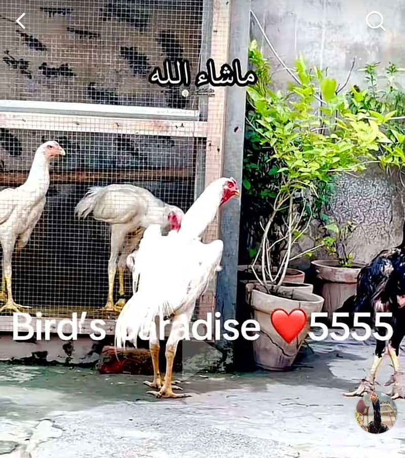 shamo | o shamo | white shamo| King size chicks - Hens - 1107607275