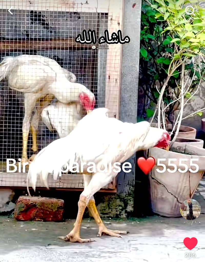 shamo | o shamo | white shamo| King size chicks - Hens - 1107607275