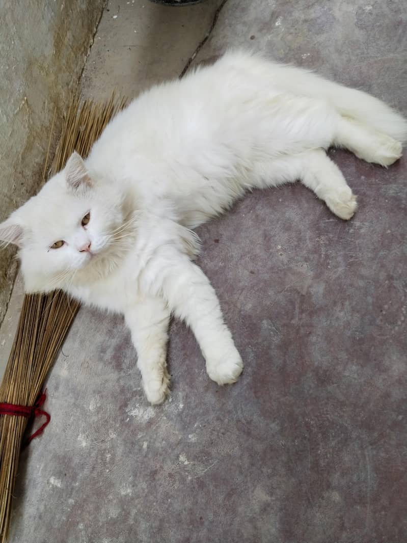 Persian male cat for sale - Cats - 1107643739