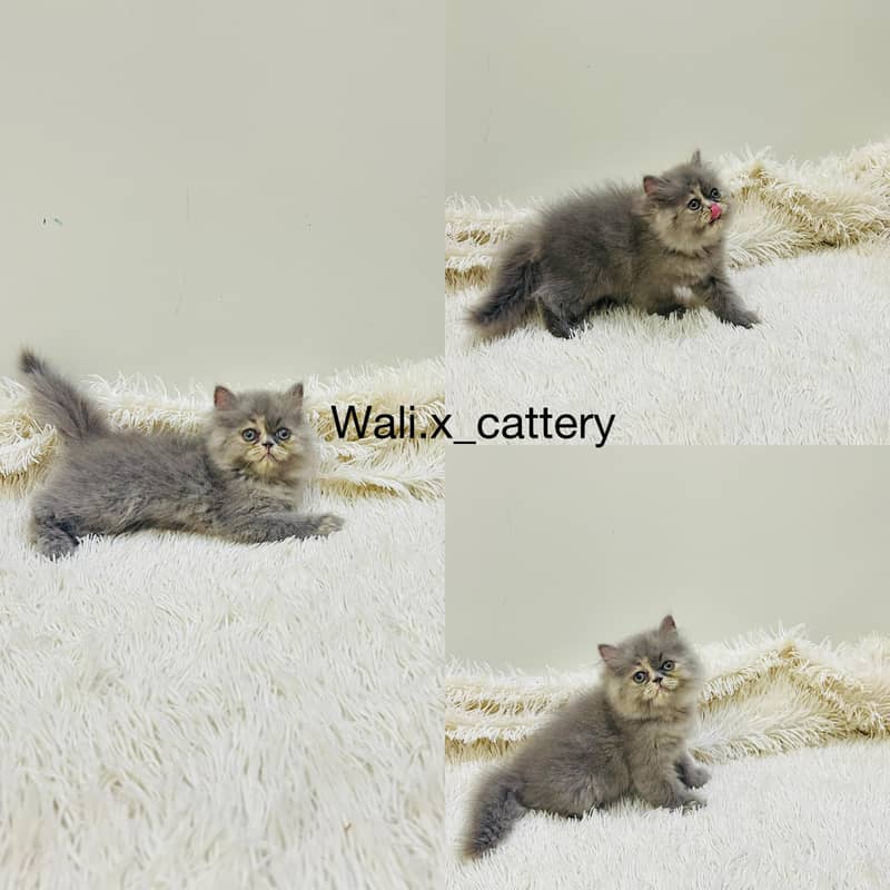 high quality kitten|Punch face Kittens|persian cat|cute|tripple|fluffy ...