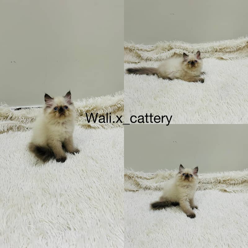high quality kitten|Punch face Kittens|persian cat|cute|tripple|fluffy ...
